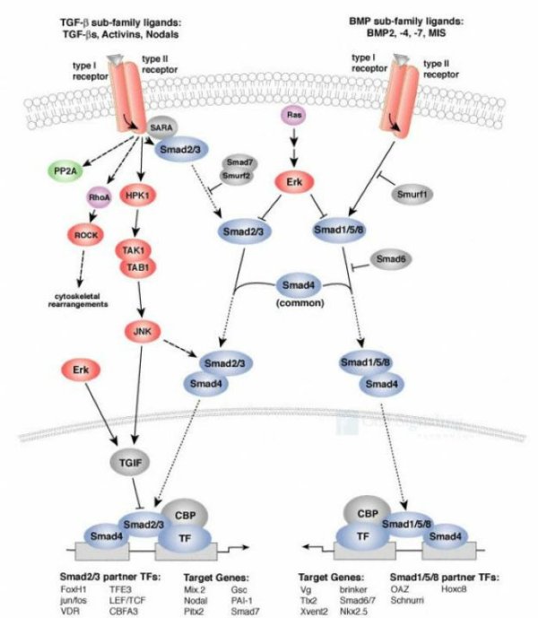 请教ERK通路和TGF/SMAD通路之间有什么联系 ?-盖德化工问答